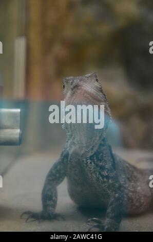 Australian native Jacky Dragon lizard, Amphibolurus muricatus Stock ...