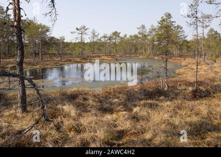 Forest and lakes in Lahemaa National Park, Estonia Stock Photo - Alamy