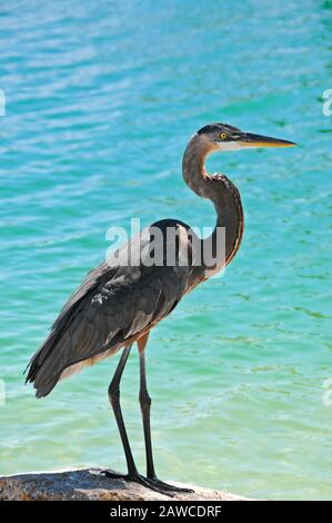 Majestic Great Blue Heron, native to North America, capturing the ...