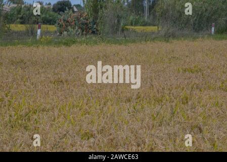 Rice fields in Sardinia, italy Stock Photo - Alamy