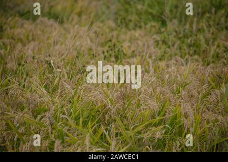 Rice fields in Sardinia, italy Stock Photo - Alamy