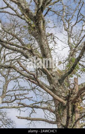 Tree with its branches and twigs reaching for the sky. Providing ...