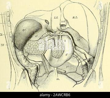 Quain's elements of anatomy . 6,posterior column ; 7, la-teral column ...