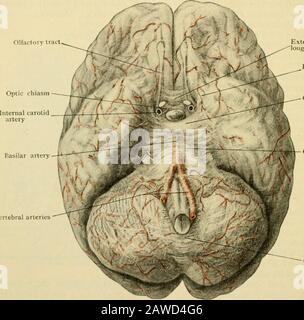 Under surface of the human brain Stock Photo - Alamy