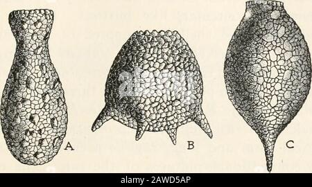 Zöology; a textbook for colleges and universities . After drawing by ...