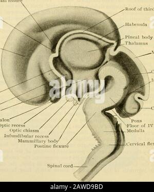 Mesial Temporal Lobe Anatomy