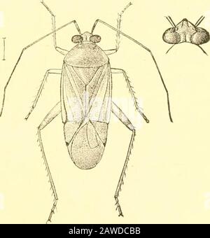 Rhynchota .. . near each lateral margin of the anteriorarea which is ...