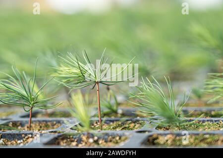 Oyamel fir tree sprouts at a reforestation project outside the Sierra ...