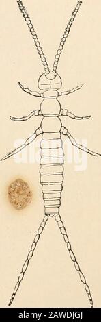 Hexapoda Anatomy