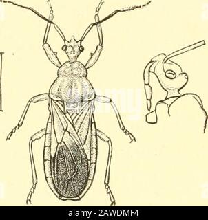 Rhynchota .. . anterior lobe of pronotum black, posterior pronotallobe ...
