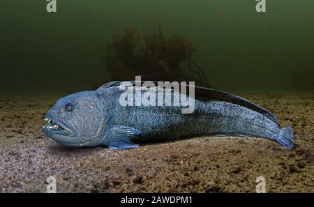 Atlantic wolffish, wolffish, cat fish, catfish (Anarhichas lupus Stock ...
