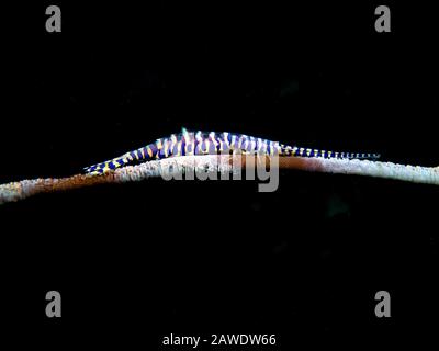 Sawblade shrimp (Tozeuma armatum), an exotic very elongate species of ...