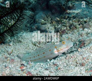 Orange Spotted Shrimp Goby (Amblyeleotris guttata Stock Photo - Alamy