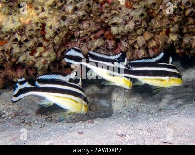 Juvenile Silver Sweetlips, Diagramma pictum, with extended fin, Night ...