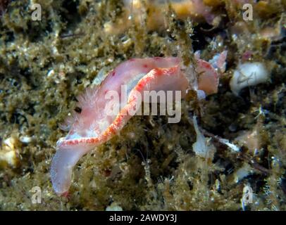 Juvenile Spanish Dancer (Hexabranchus sanguineus) as sea snail from the ...