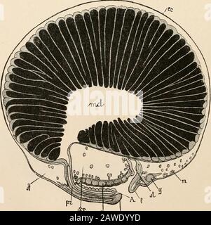 Text-book of comparative anatomy . FIG. -200.—Cypris-like larva of ...