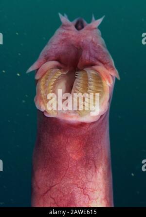 hagfish (Myxine glutinosa Stock Photo: 13596751 - Alamy