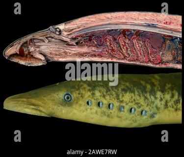 sea lamprey (Petromyzon marinus), teeth, Germany Stock Photo - Alamy
