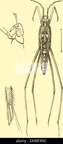 . Rhynchota ... ^ produced anteriorly, as long asbreadth between eyes ...