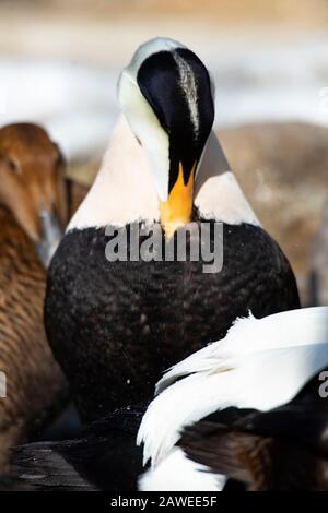 Pacific Eiders in Alaska Stock Photo - Alamy