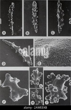 The 'Annals of the South African Museum' (1952) is a scientific journal ...