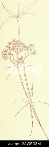 James Whitcomb Riley in prose and picture . * ?>••• The new swimming ...