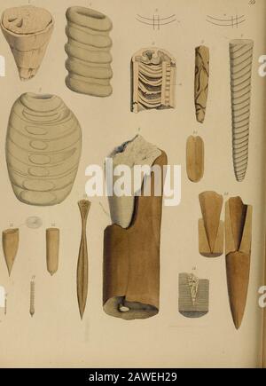 Orthoceras annulatum Sowerby Stock Photo - Alamy