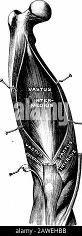 . Applied anatomy and kinesiology. Insertion.—^The linea aspera in the ...