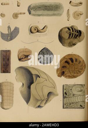 Fossil Remains In The Wenlock Limestone, Dudley, West Midlands, UK ...