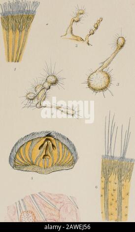 Natural history . . PLATE XIV. FIG. 1.—Sphrur). FIG. 5.—Polymastia ...