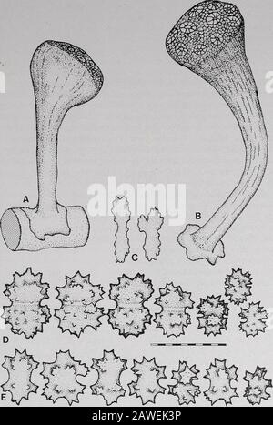 The *Annals of the South African Museum* (1988) publishes research on ...