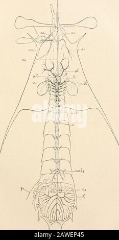 Text-book of comparative anatomy . oo FIG. ISO.—Larva of Pedicellina ...