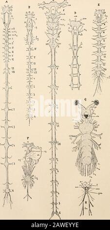 Text-book of comparative anatomy . FIG. -200.—Cypris-like larva of ...