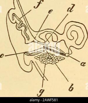 Human : Vertical section of the human ear . a) ear , b ) auditory canal ...