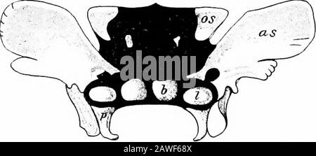 Development of bone in the place of the cartilage model. The growth ...