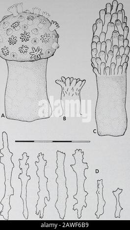 The *Annals of the South African Museum* (1988) publishes research on ...