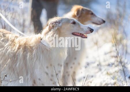 Borzoi with muzzle Stock Photo - Alamy