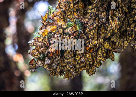 Monarch Butterflies mass in the Sierra Pellon mountain at the Monarch ...