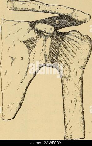 Anatomy, physiology and hygiene . Fig. 67. Injected Cross-section of a ...