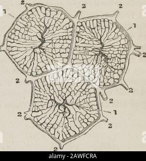 A system of human anatomy, general and special . artery. 5. The ...