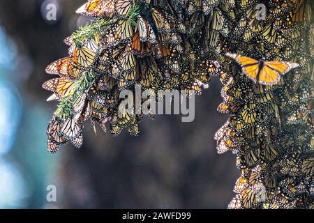 Monarch butterflies mass together on an oyamel fir tree branch at the ...