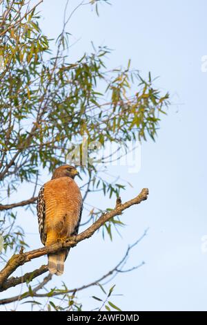 Red-shouldered Hawk adult hunting from a perch. Arastradero Preserve ...