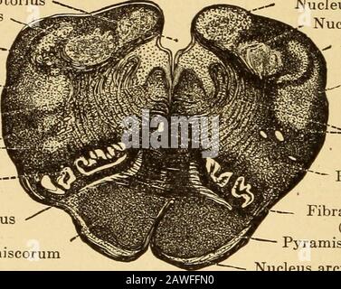 Diseases of the nervous system .. . Nucleus funiculi gracilisNucleus ...