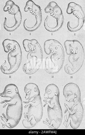 Illustrated stages in the theory of the evolution of man Stock Photo ...