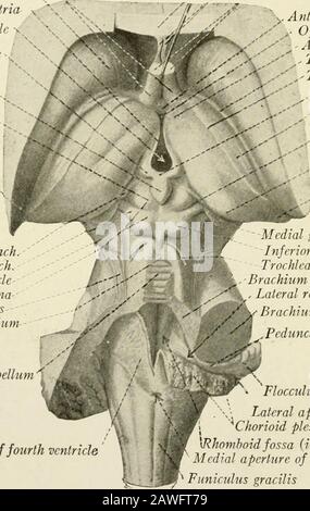 corpora quadrigemina function