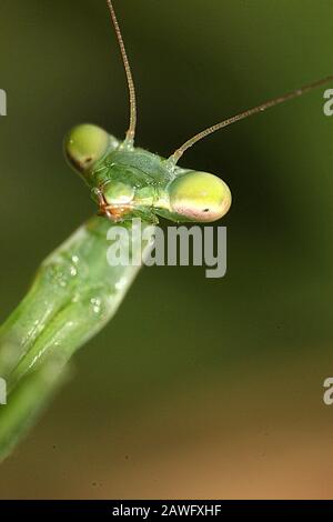 Invasive South African mantis Stock Photo - Alamy