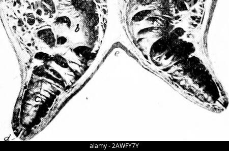 . Fig. 6. Section of a quarter of a cow's udder through one teat; {a ...