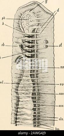 Text-book of comparative anatomy . --Vd. FIG. 204.—Lepas ana-tifera ...