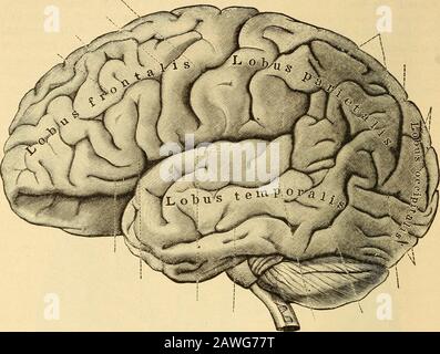 Know Your Brain Posterior Parietal Cortex