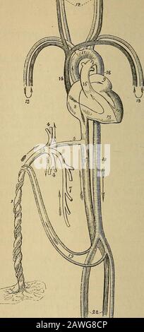 Anatomy of human venous return system of venal valves in the upper ...
